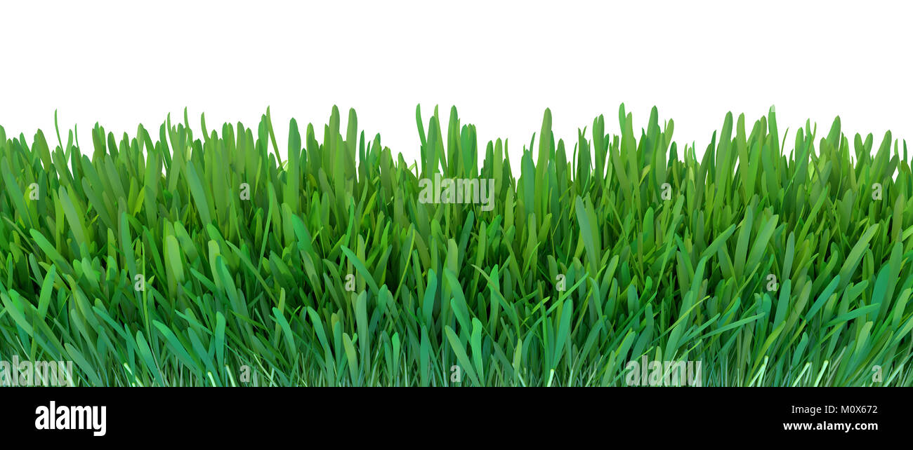 Green grass. Natural grass texture background. Meadow. Spring, summer ...