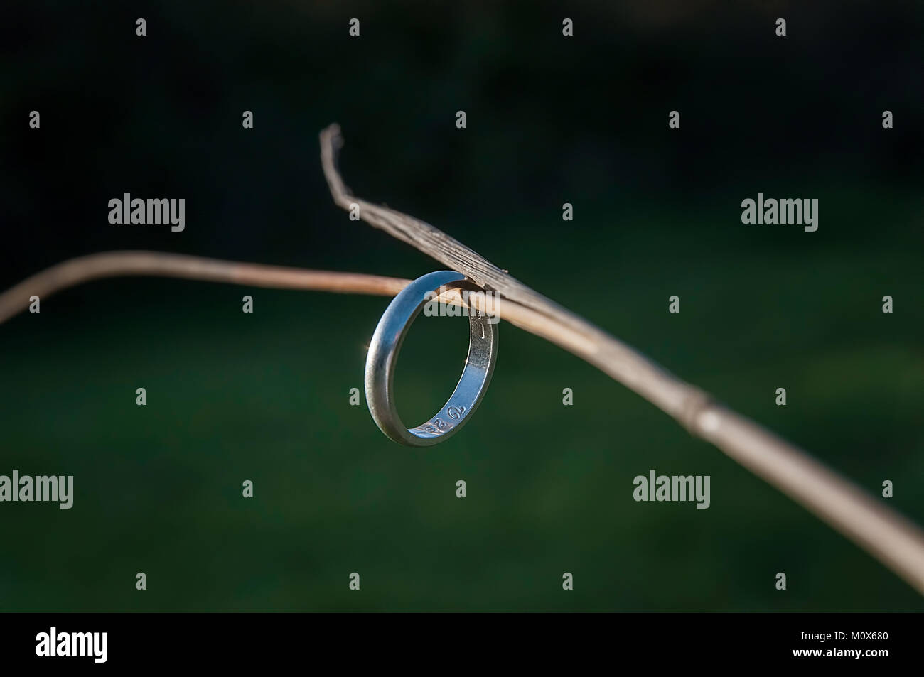 Silver ring hanging from a branch on a dark green background Stock ...