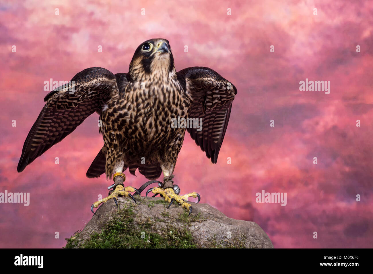 Birds of Prey Stock Photo - Alamy