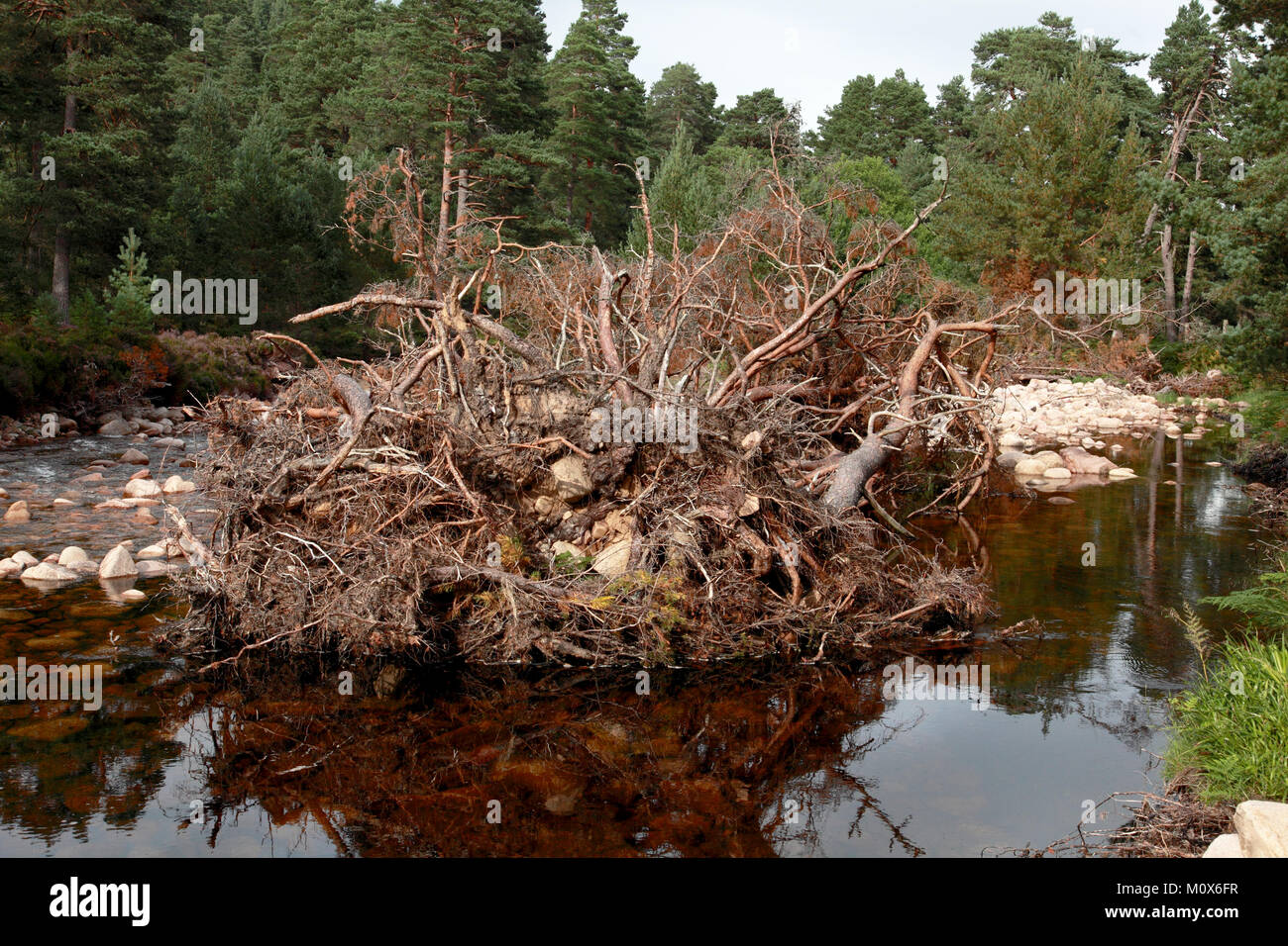 Uprooted trees, part of the flood damage caused by Storm Frank in north ...