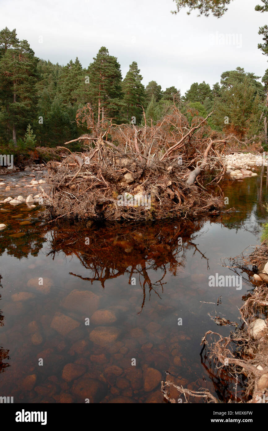 Uprooted trees, part of the flood damage caused by Storm Frank in north ...
