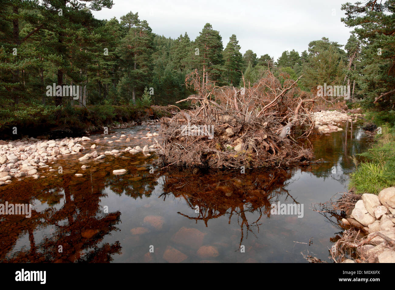Uprooted Tree Storm High Resolution Stock Photography and Images - Alamy