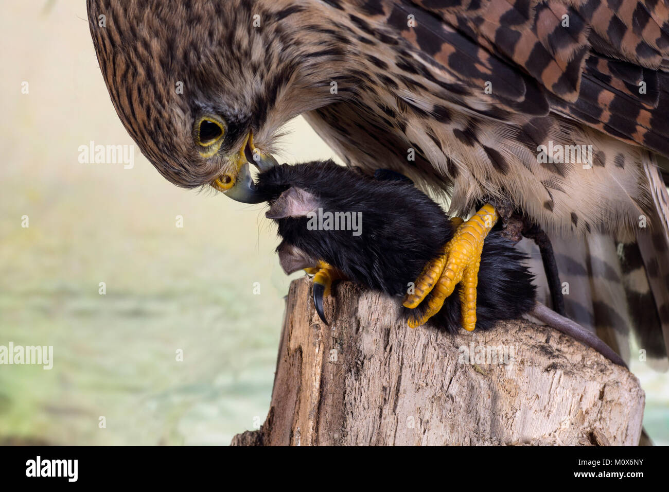 Birds of Prey Stock Photo - Alamy
