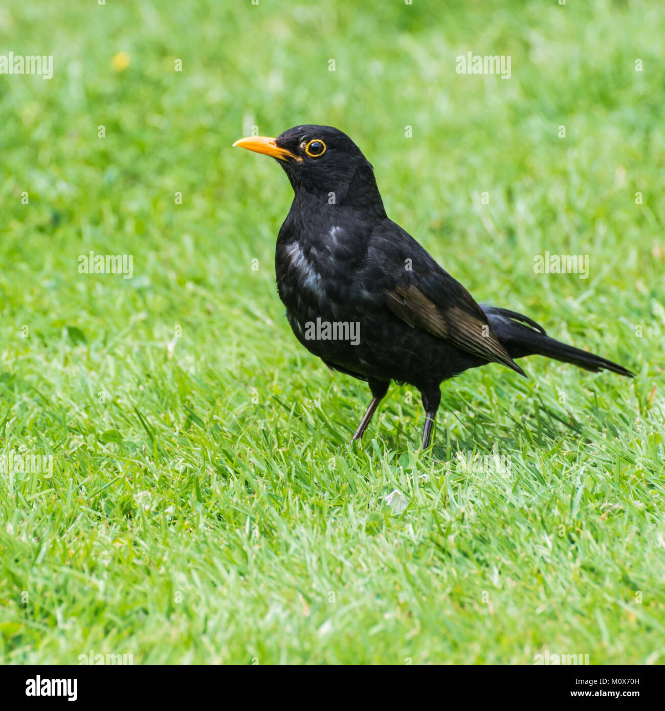 A shot of a male blackbird standing on a lawn Stock Photo - Alamy