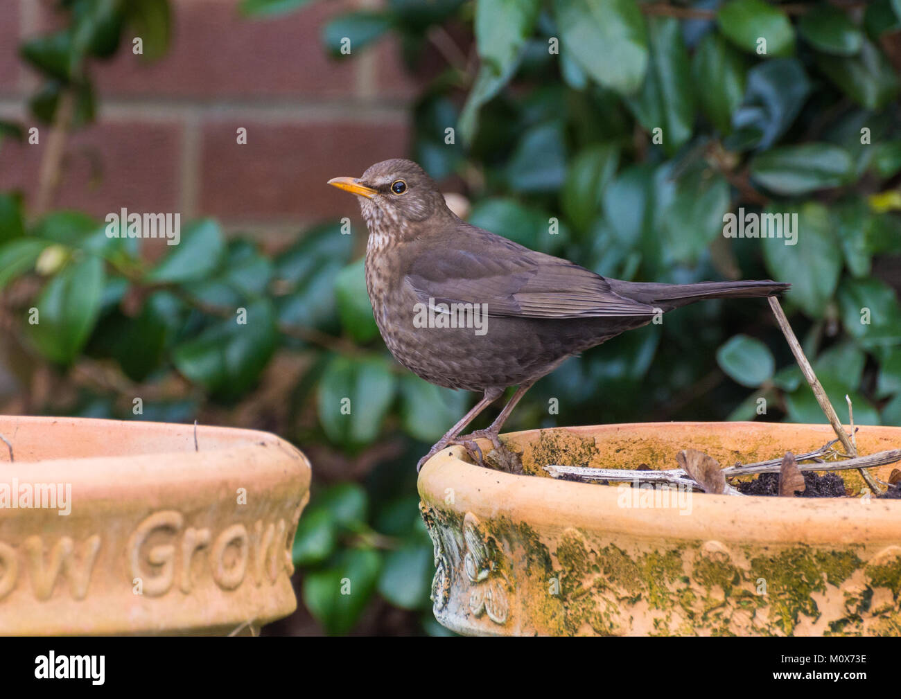 A shot of a blackbird standing on a terracotta pot Stock Photo - Alamy