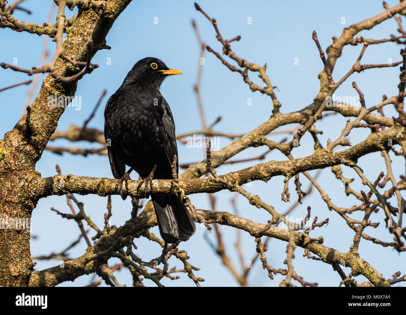 A male blackbird sits in the branches of a tree Stock Photo - Alamy