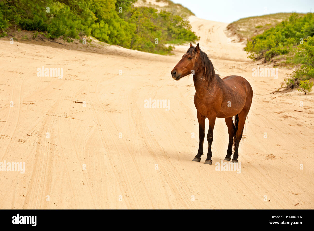 Banker horse hi-res stock photography and images - Alamy