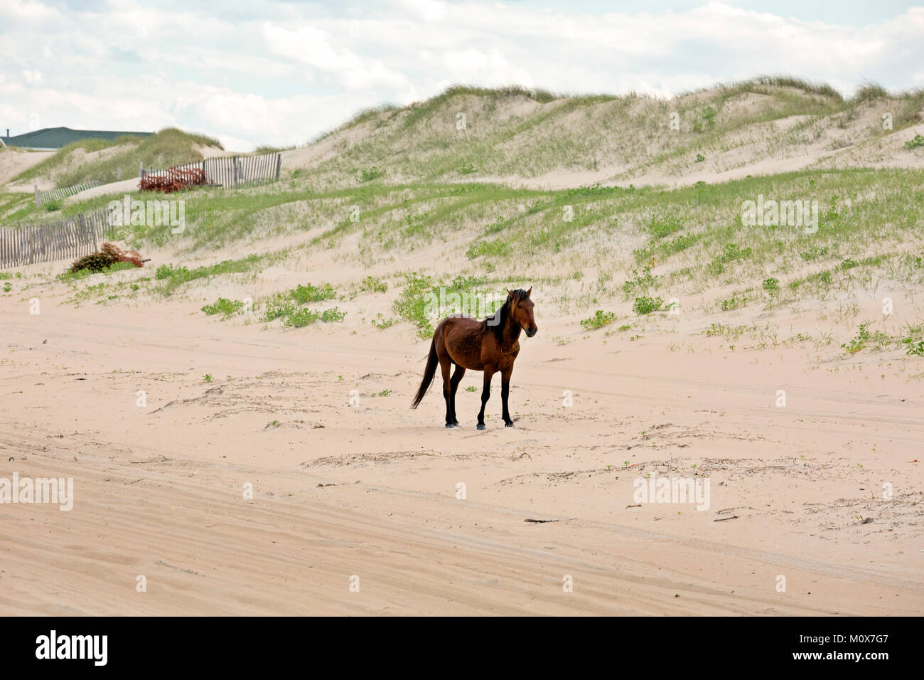 NC01420-00...NORTH CAROLINA - One of the semi-wild Banker horses ...