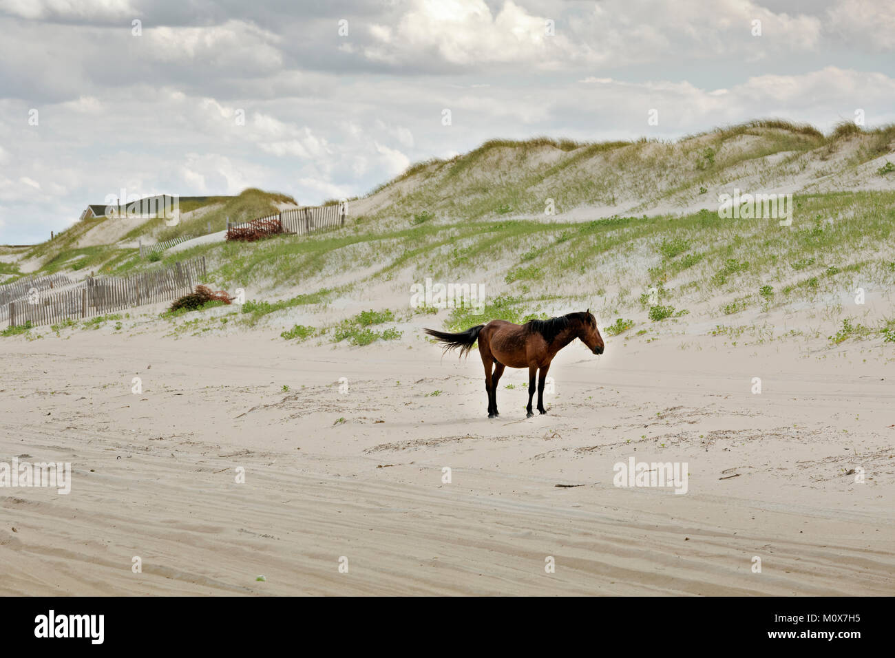 NC01421-00...NORTH CAROLINA - One of the semi-wild Banker horses ...
