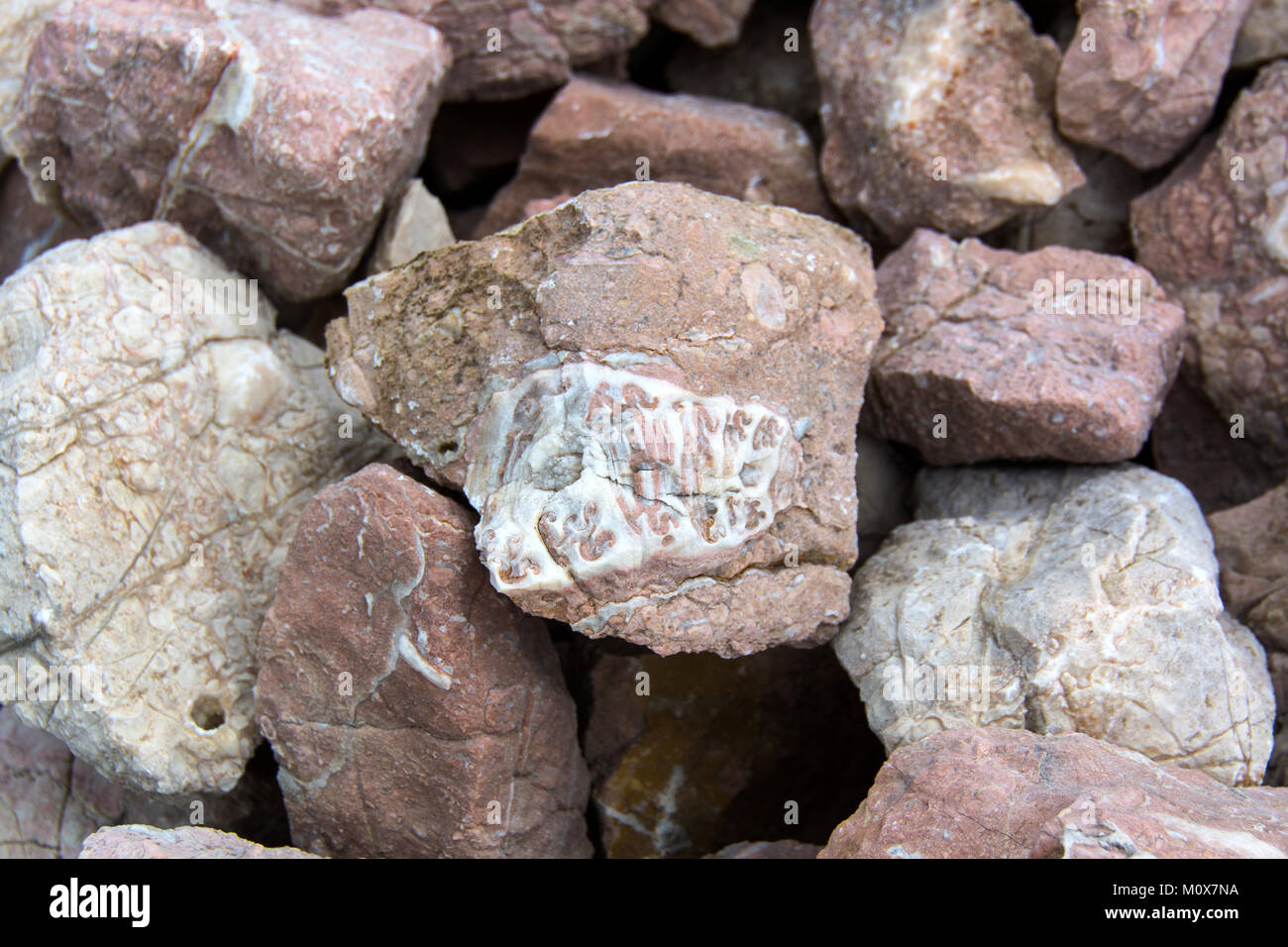 Fossil in stone at an altitude of more than 2000 meters above sea level ...