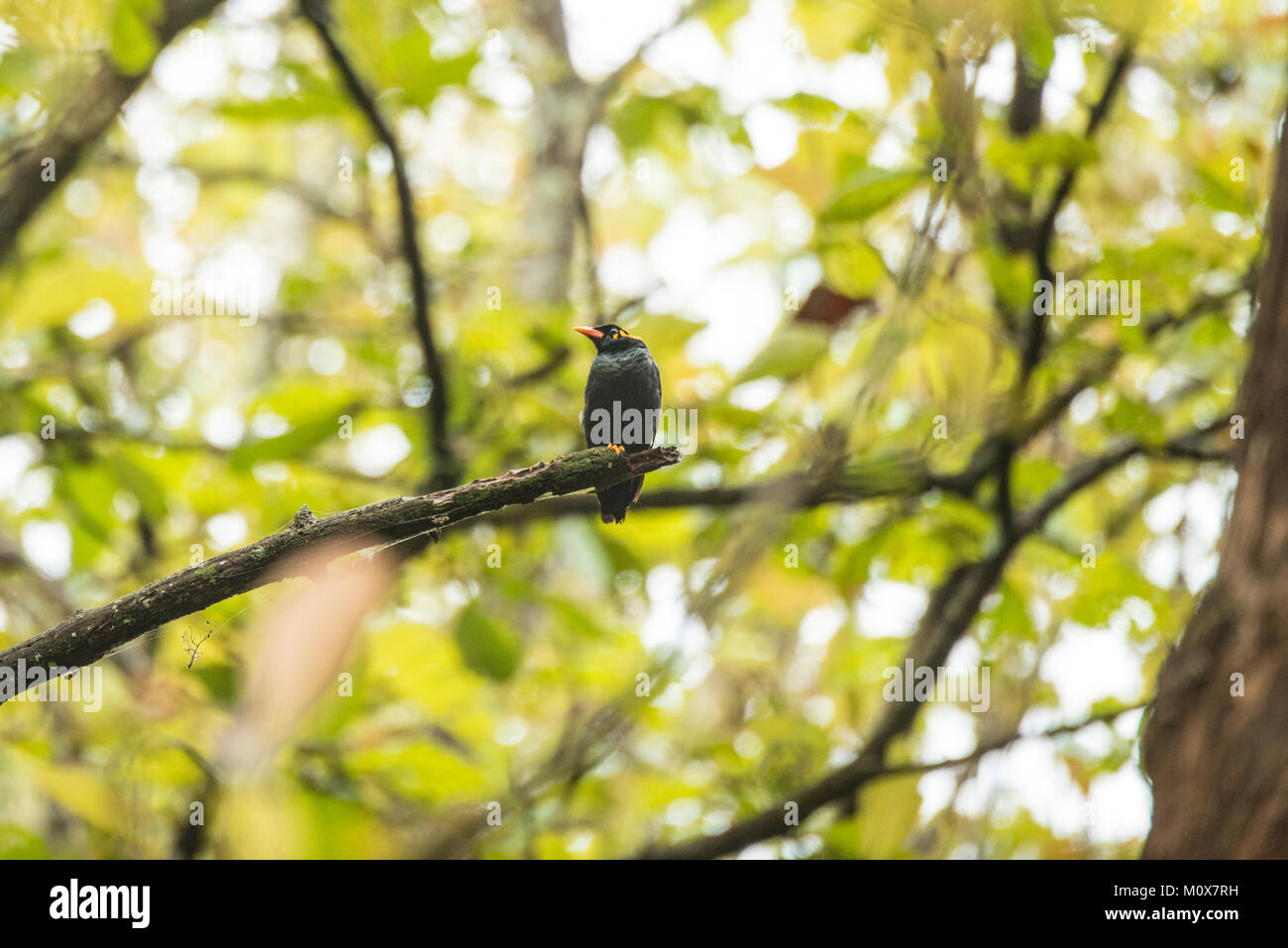 Common Hill Myena (Gracula religiosa) in the forests in Chikmagalur ...