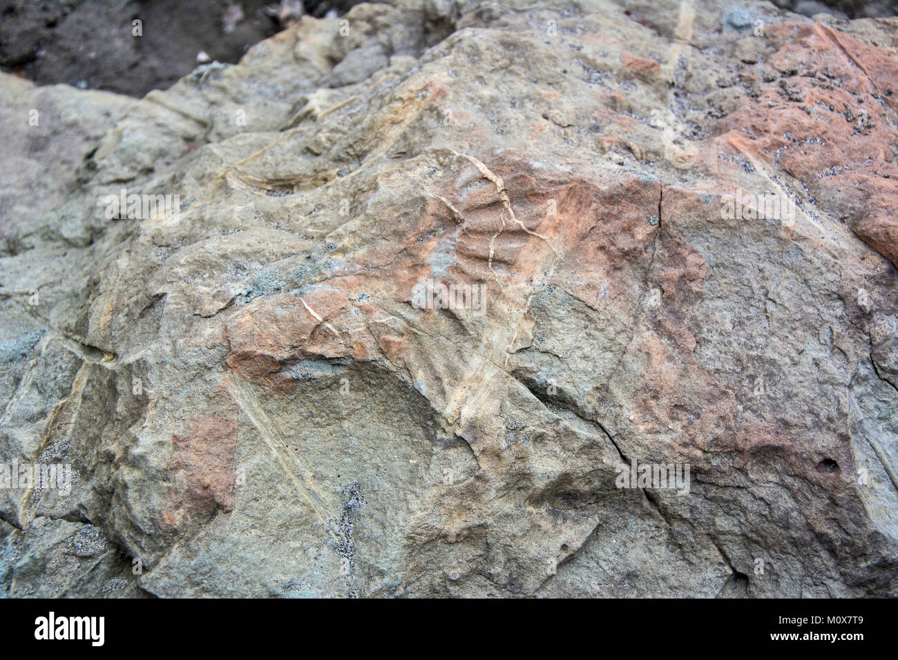 Fossil in stone at an altitude of more than 2000 meters above sea level ...