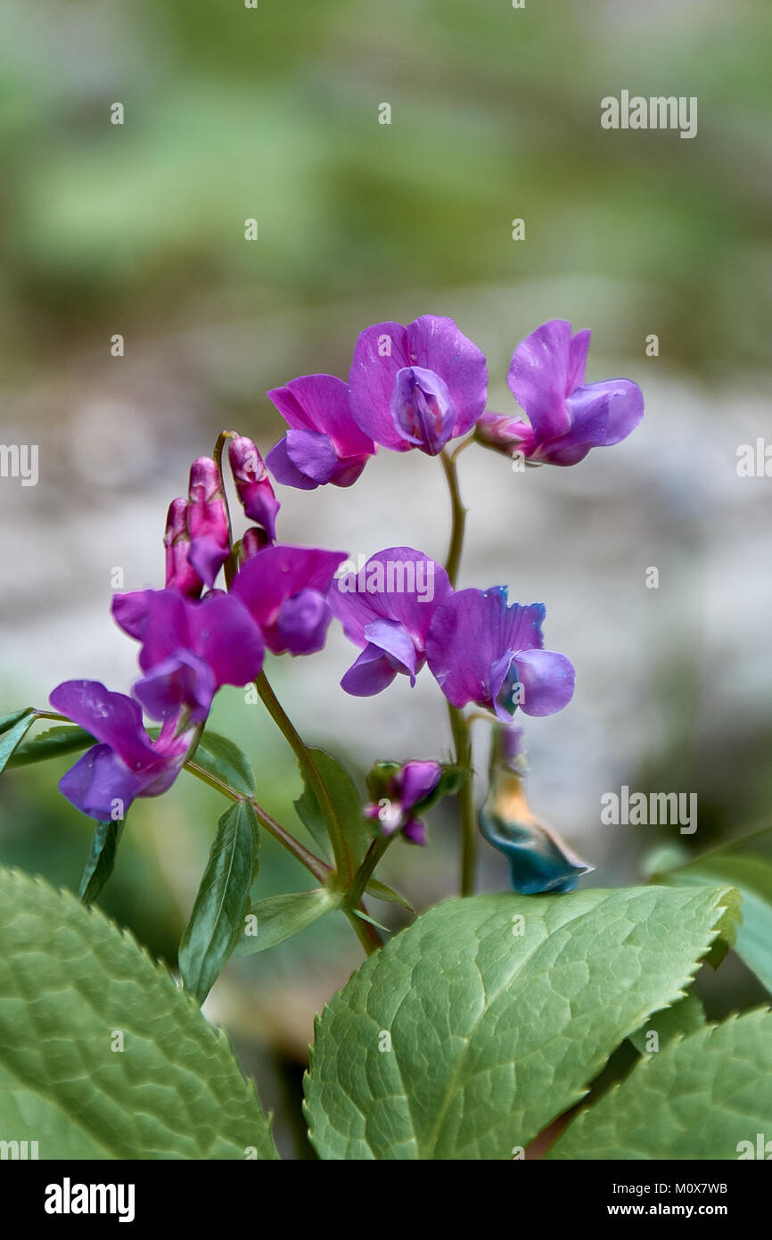 Wild lilac flower in a spring forest. Lathyrus sativus Stock Photo - Alamy