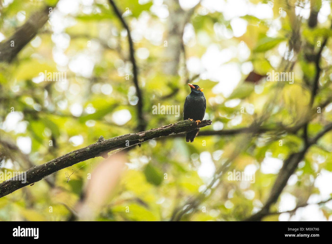 Common Hill Myena (Gracula religiosa) in the forests in Chikmagalur ...