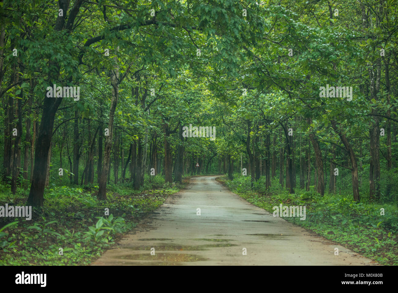 A drive through the magnificent coffee estates of Coorg in the Western ...