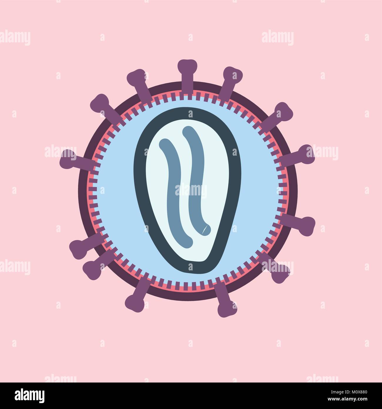 Structure of hiv Stock Vector Images - Alamy