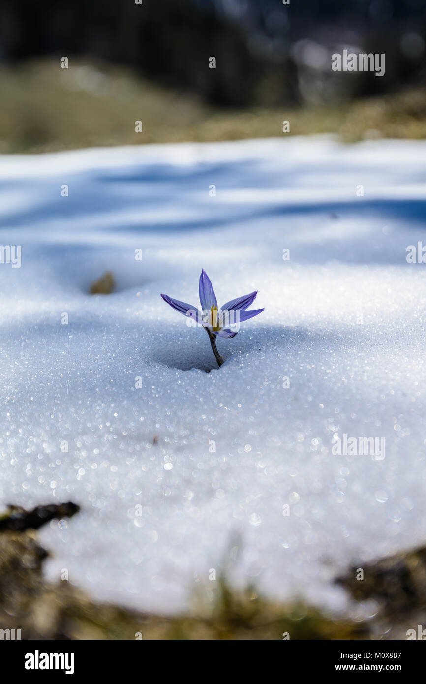 Wild crocus makes its way through the snow high in the mountains Stock ...