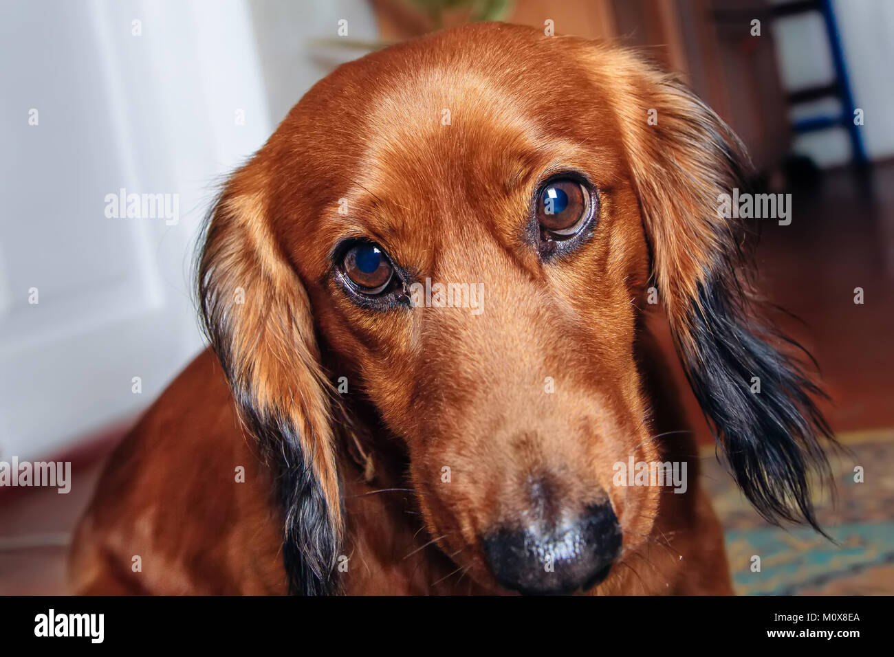 pet portrait dog breed dachshund Stock Photo - Alamy