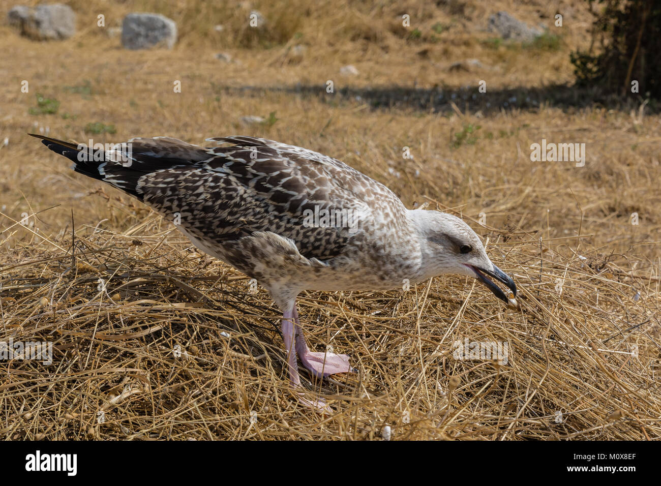 Common seagull fishing hi-res stock photography and images - Alamy