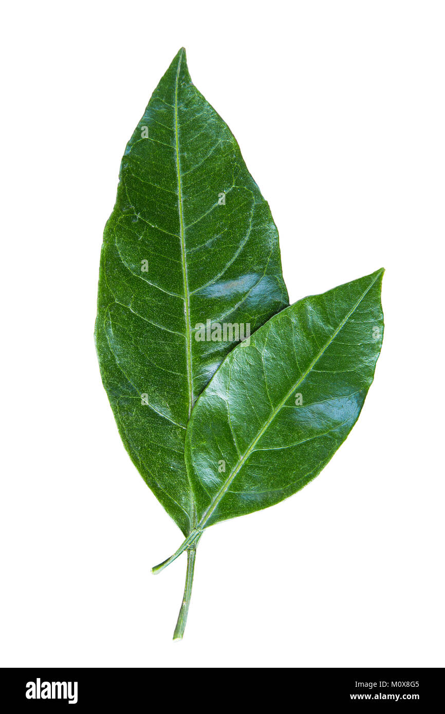 Two mandarin leaf on a white background Stock Photo - Alamy