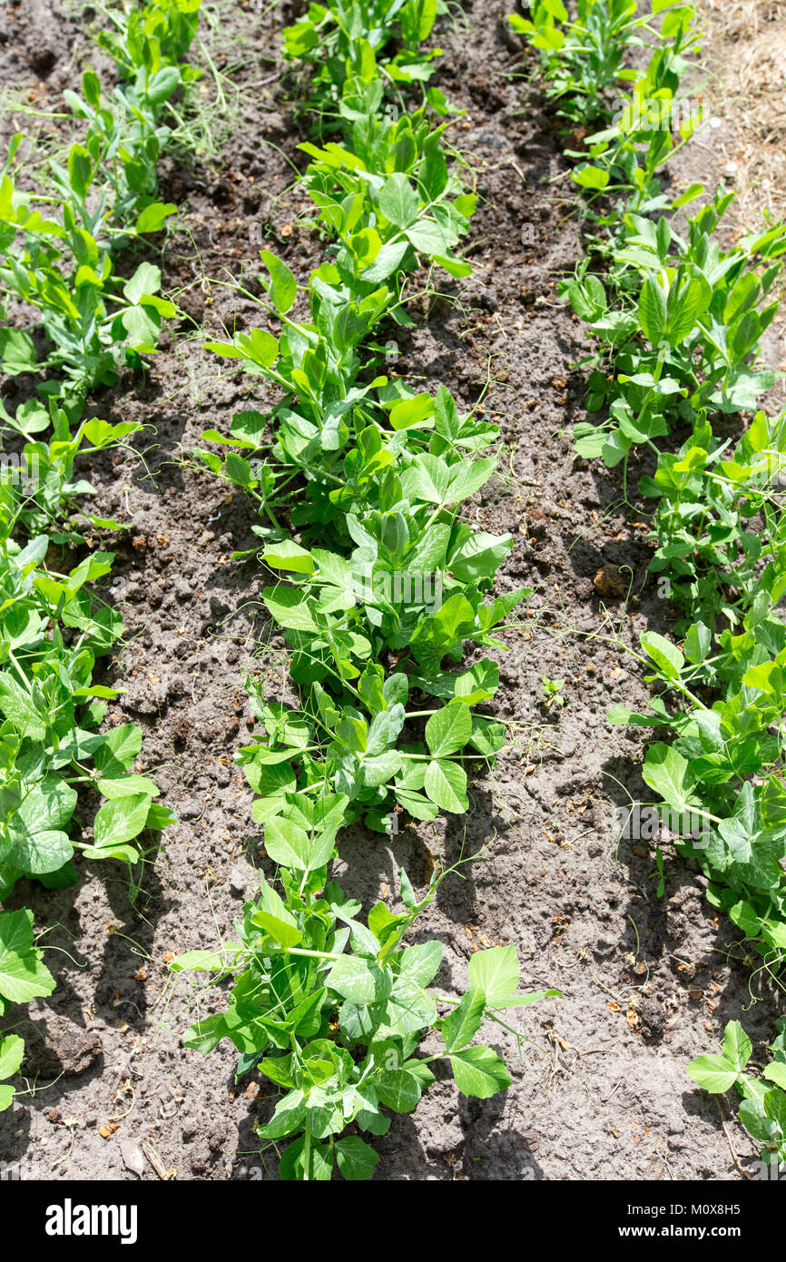 Pea shoots in ground hi-res stock photography and images - Alamy