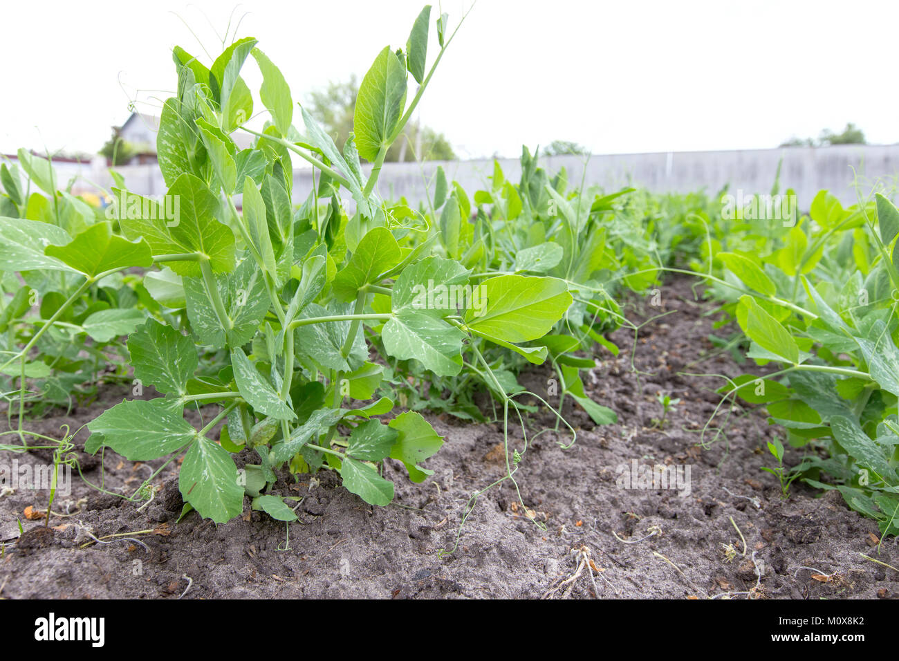 peas growing on the ground, close up Stock Photo - Alamy