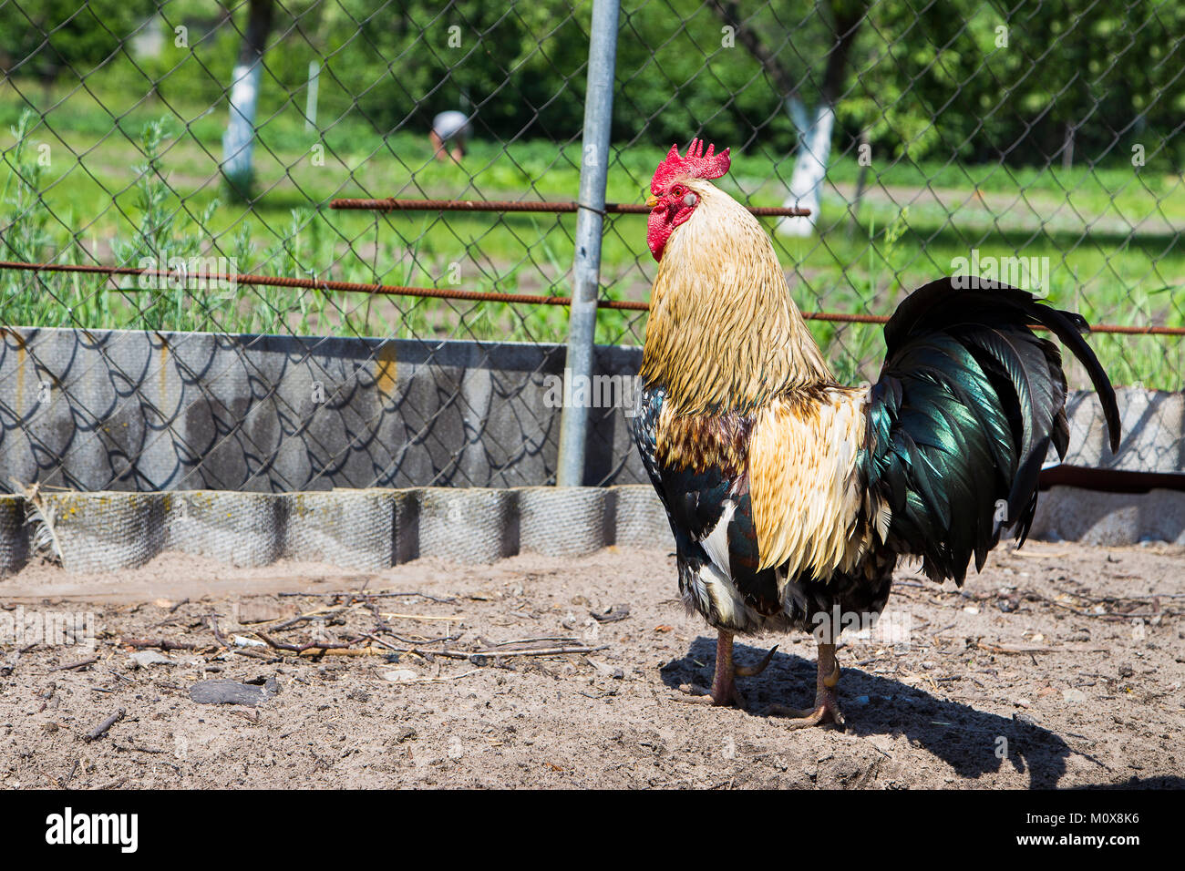 Rooster on the farm Stock Photo - Alamy