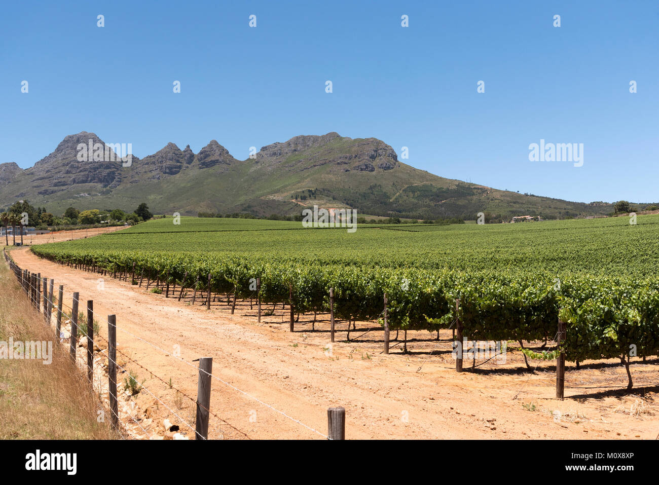 Vineyard in the Stellenbosch region of the Western Cape South Africa ...