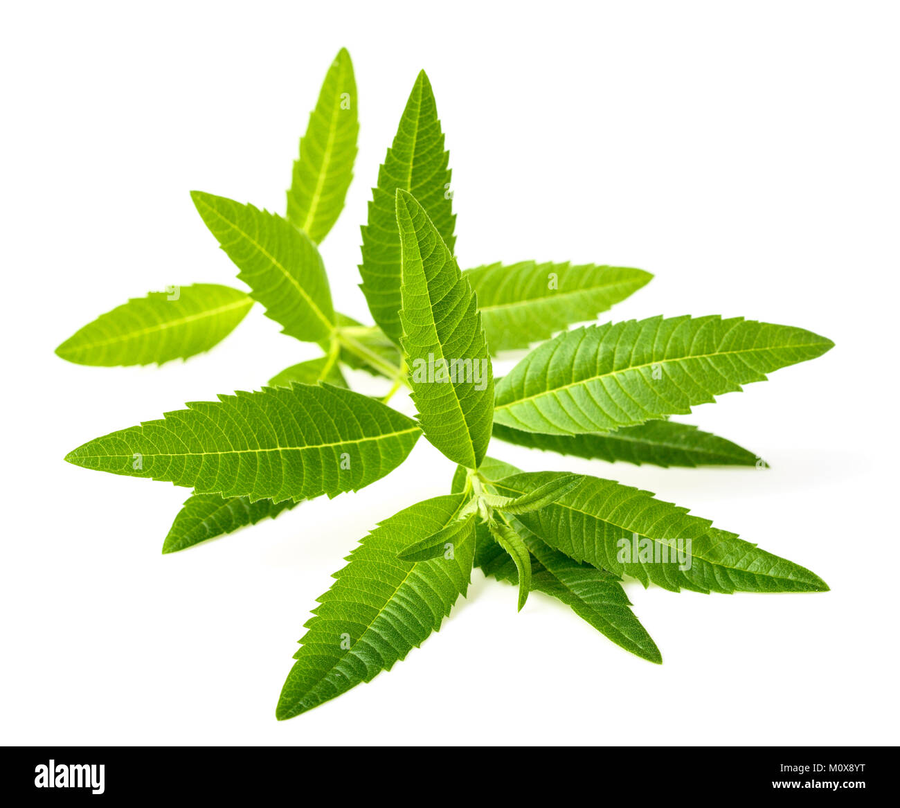 fresh lippia leaves on the white background Stock Photo - Alamy