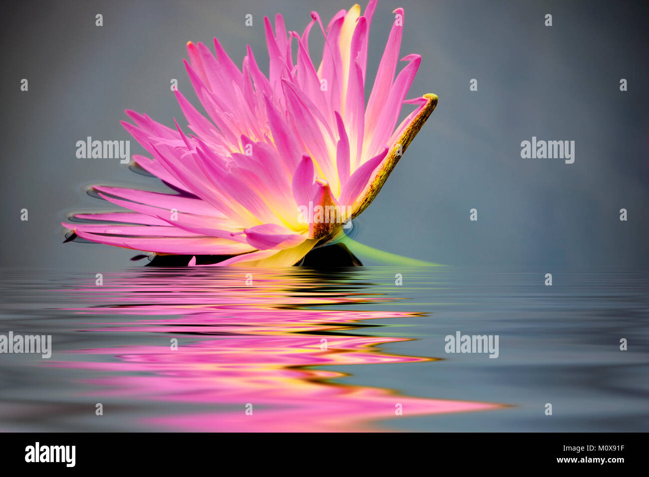 Purple tropical water lily and reflection. Hughes Water Gardens, Oregon ...