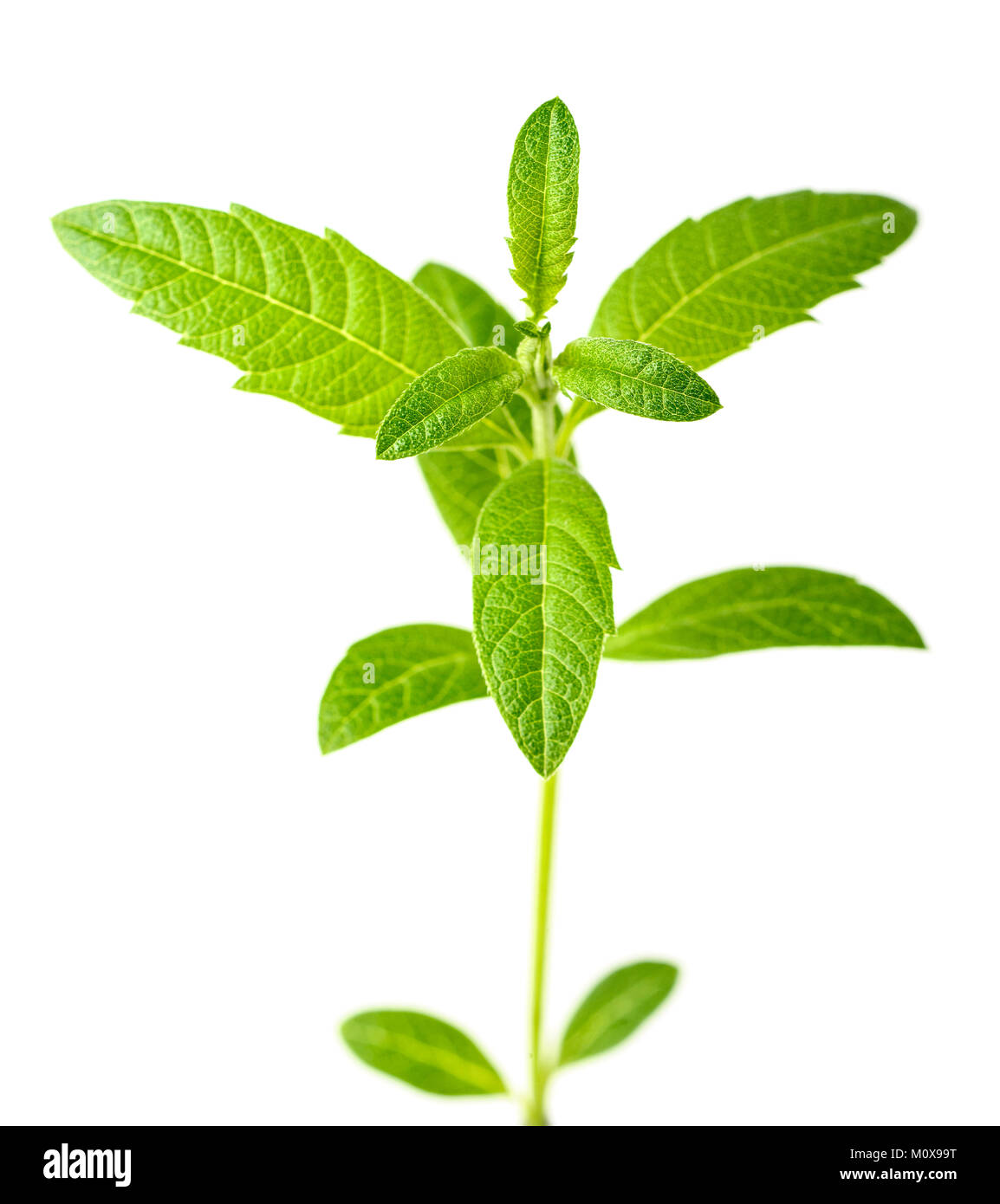 fresh lippia leaves on the white background Stock Photo - Alamy
