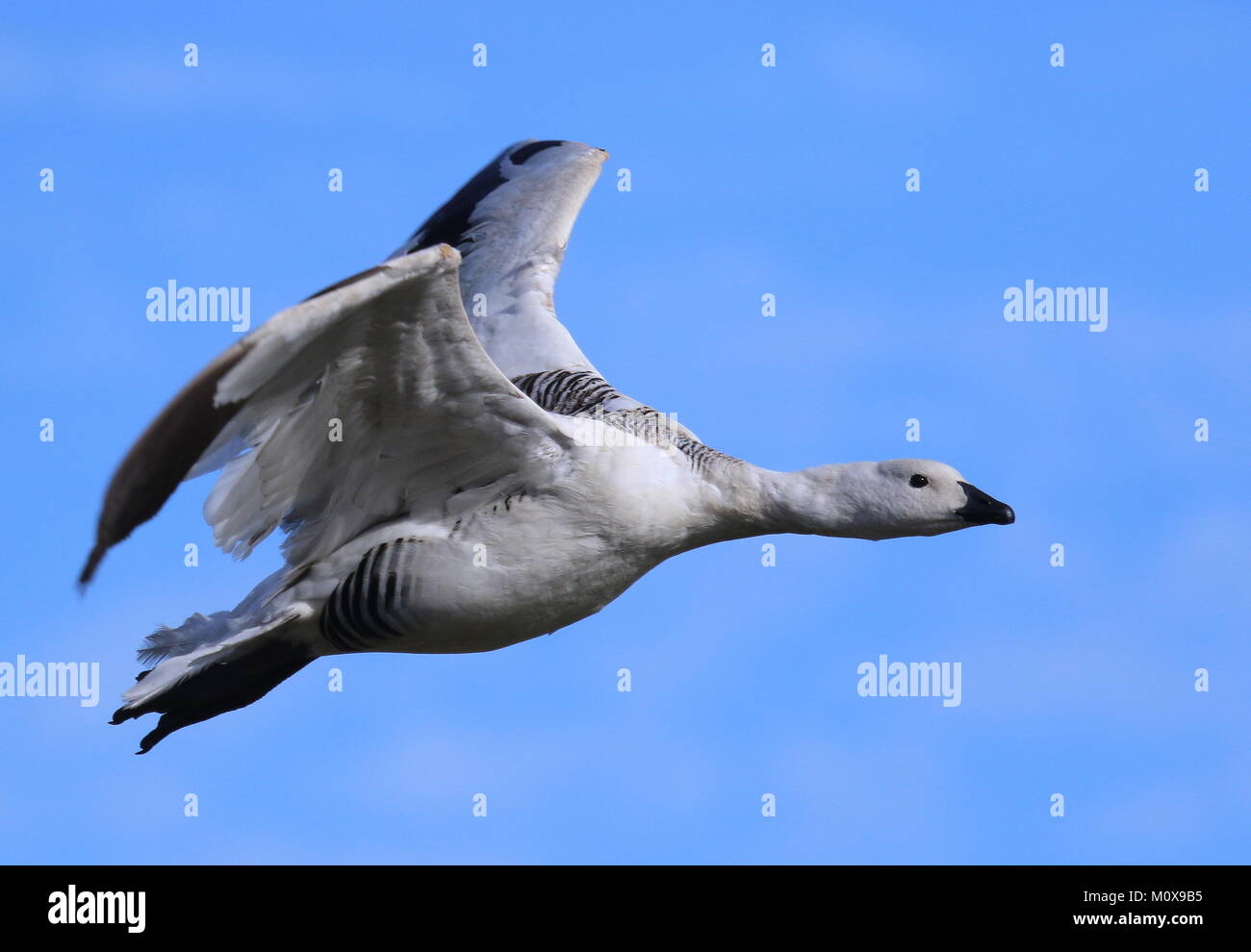 Shelduck sheldgoose hi-res stock photography and images - Alamy