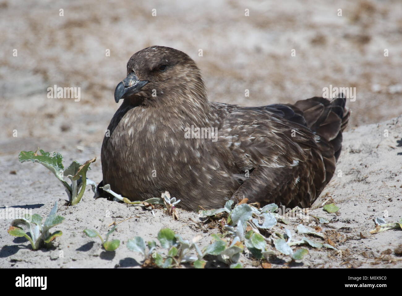 Stercorariidae hi-res stock photography and images - Alamy