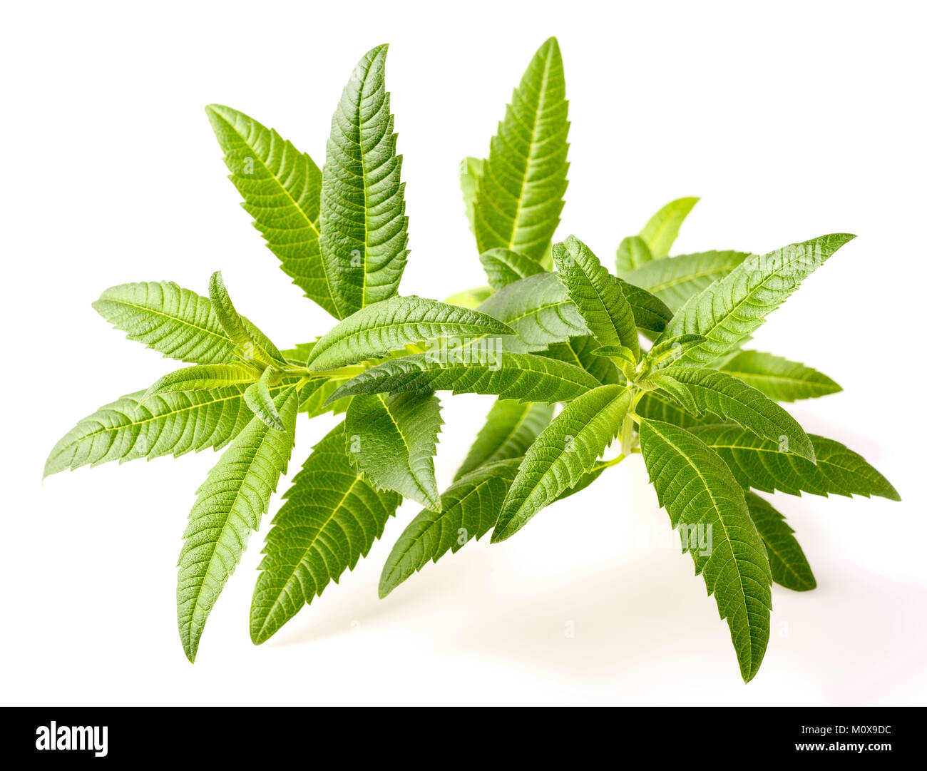 Lippia hi-res stock photography and images - Alamy