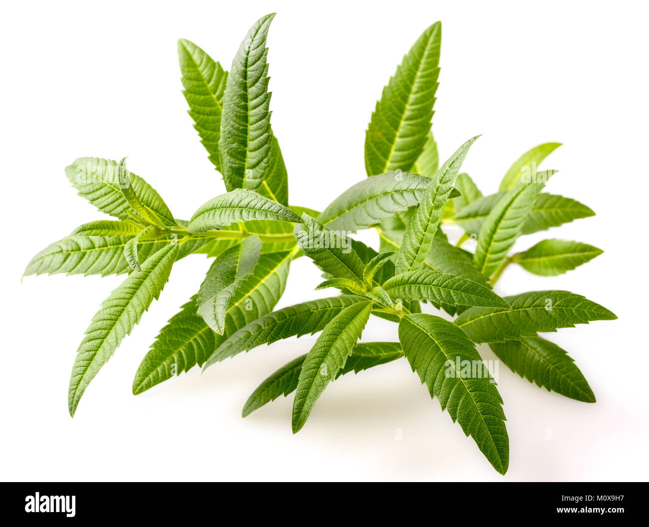 Lippia citriodora Cut Out Stock Images & Pictures - Alamy