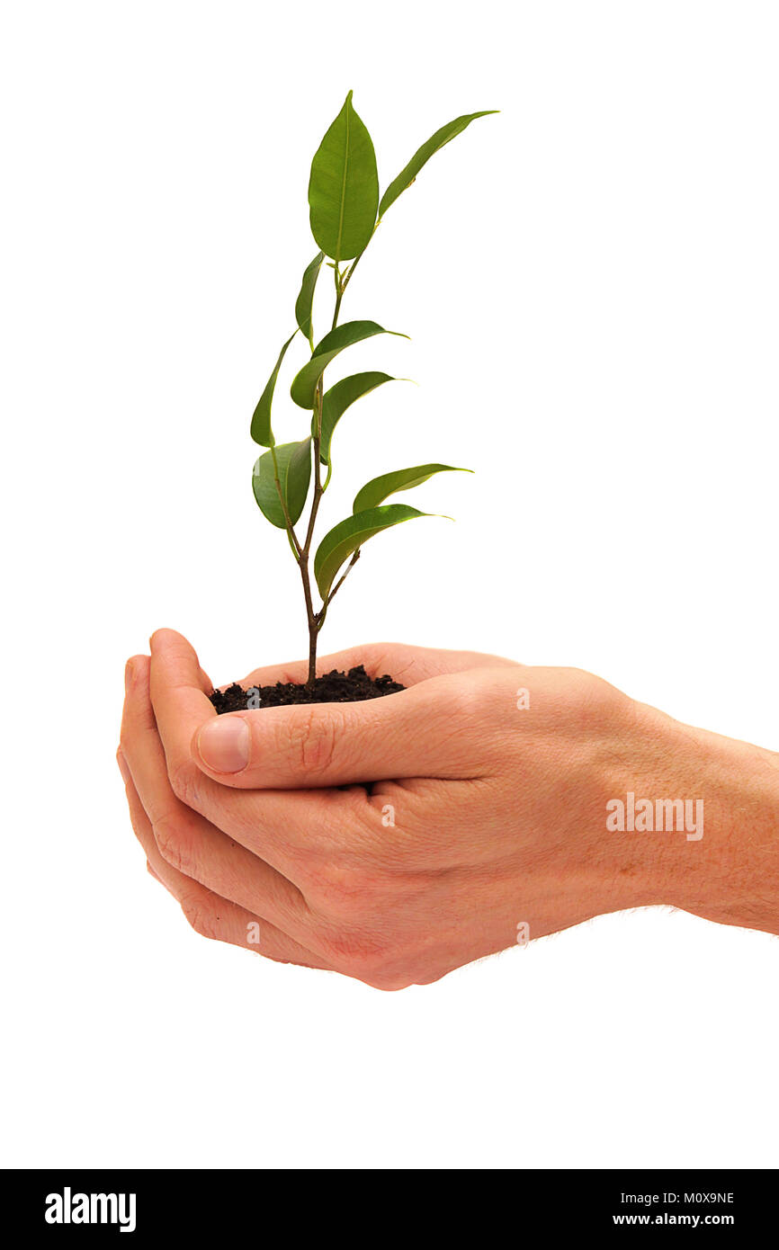 Tree in hands isolated on white background Stock Photo - Alamy