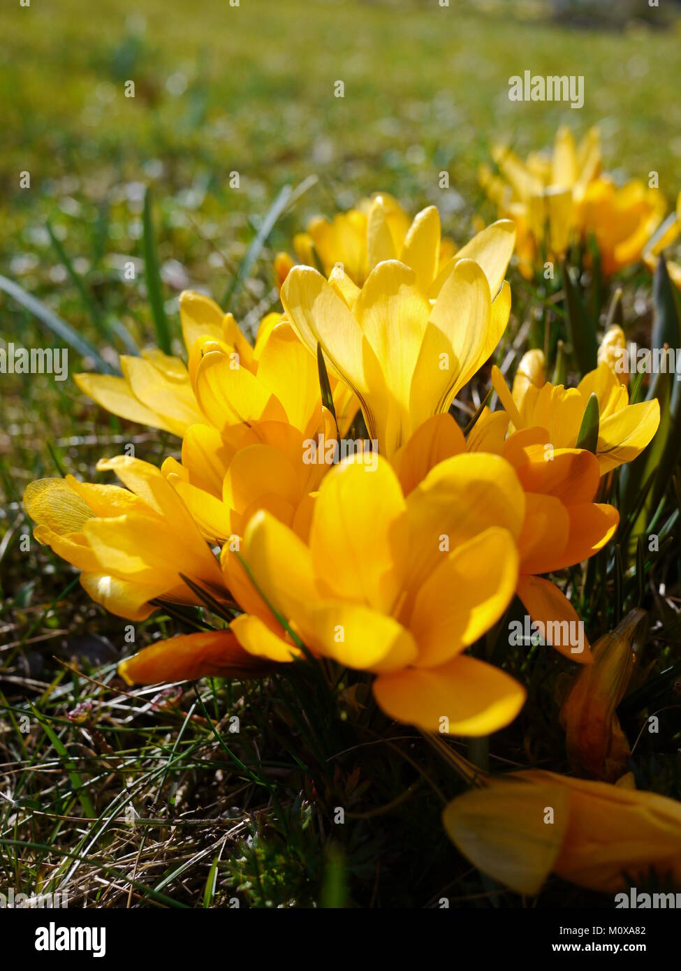 Yellow single crocus hi-res stock photography and images - Alamy