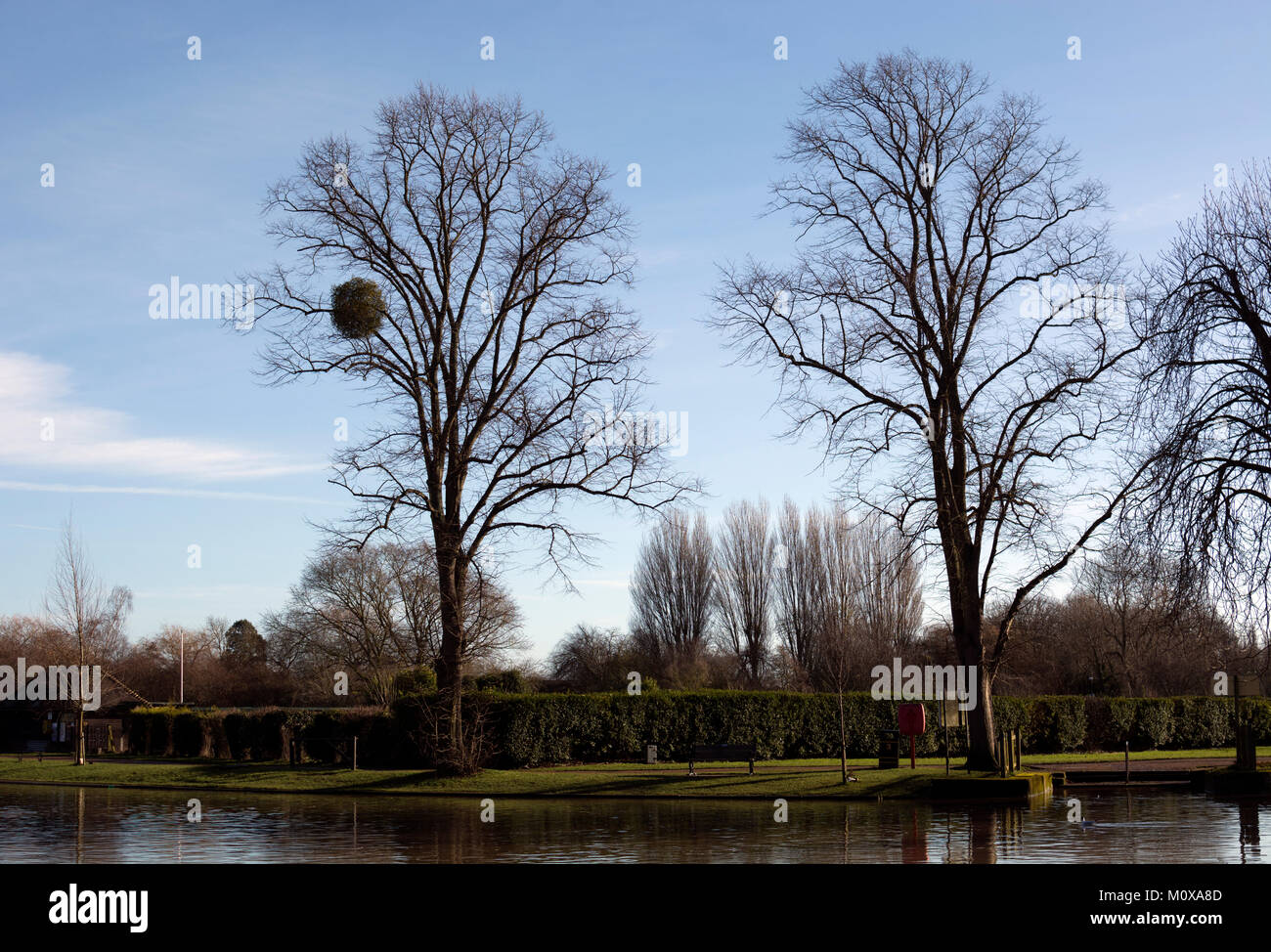 Riverside trees in winter including one with mistletoe growing ...