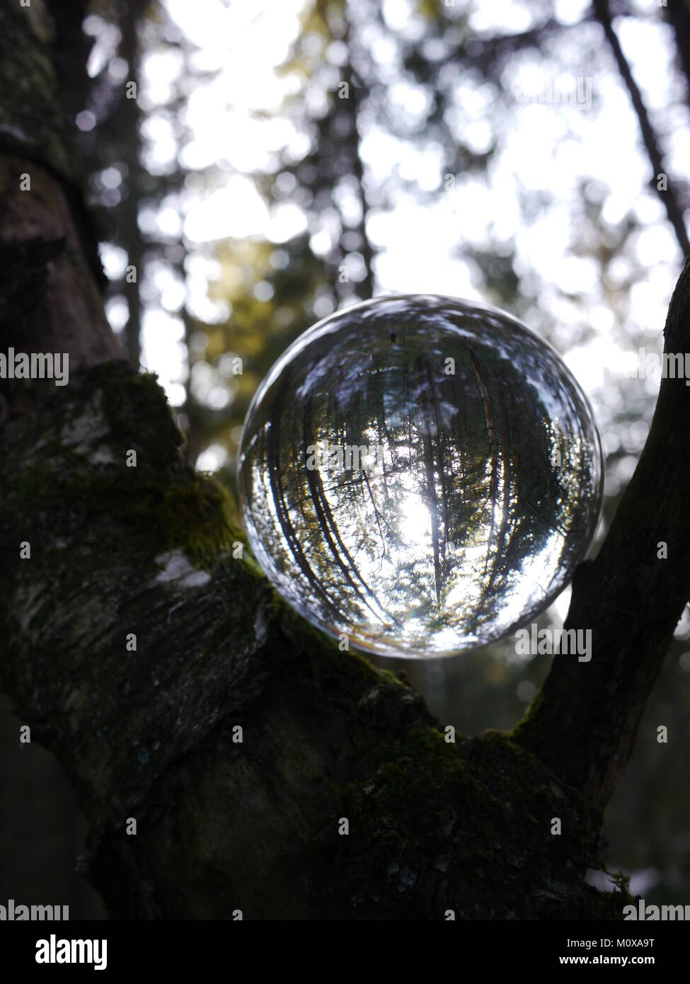 bowl on wood which is mirror inverted Stock Photo - Alamy