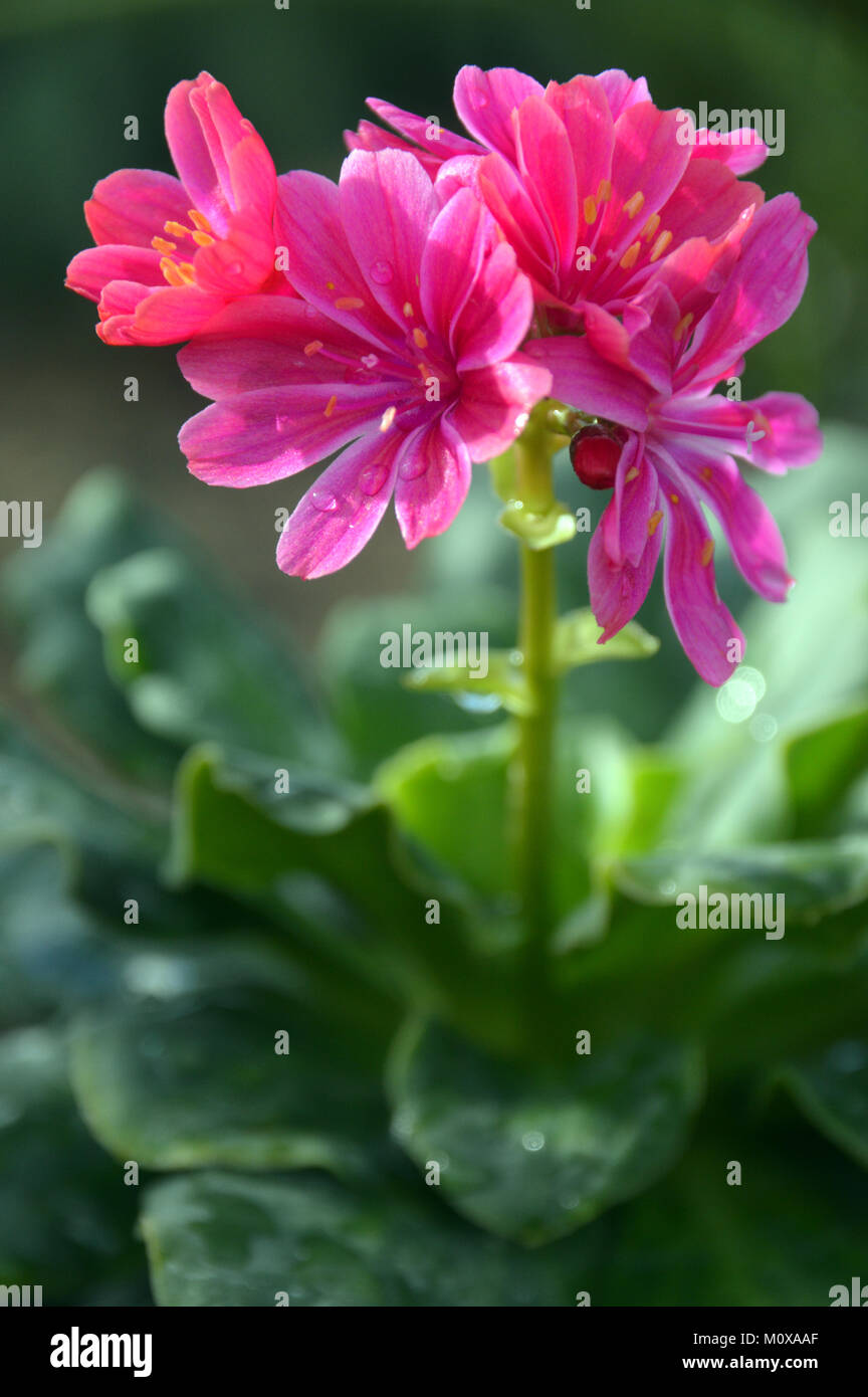 The pink flowers of an Alpine Lewisia Elise on Display in the Alpine ...