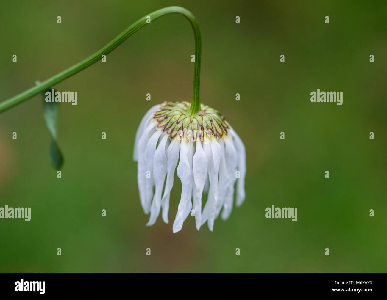 Drooping eye hi-res stock photography and images - Alamy