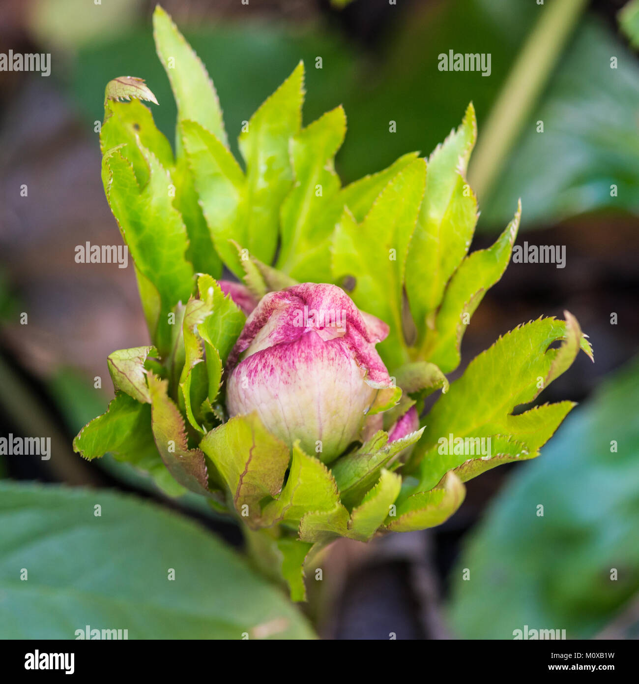 A macro shot of a hellebore flower bud Stock Photo - Alamy