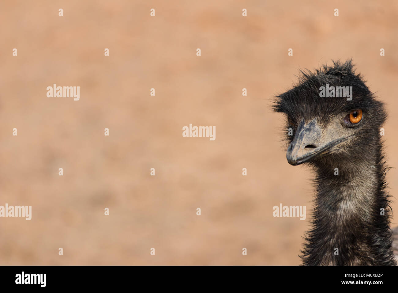 Big plume bird hi-res stock photography and images - Alamy