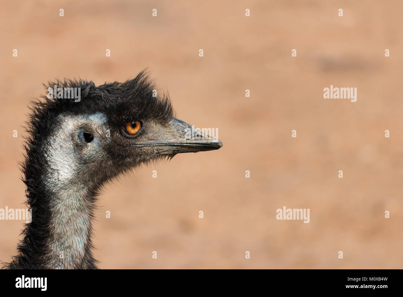 Big plume bird hi-res stock photography and images - Alamy