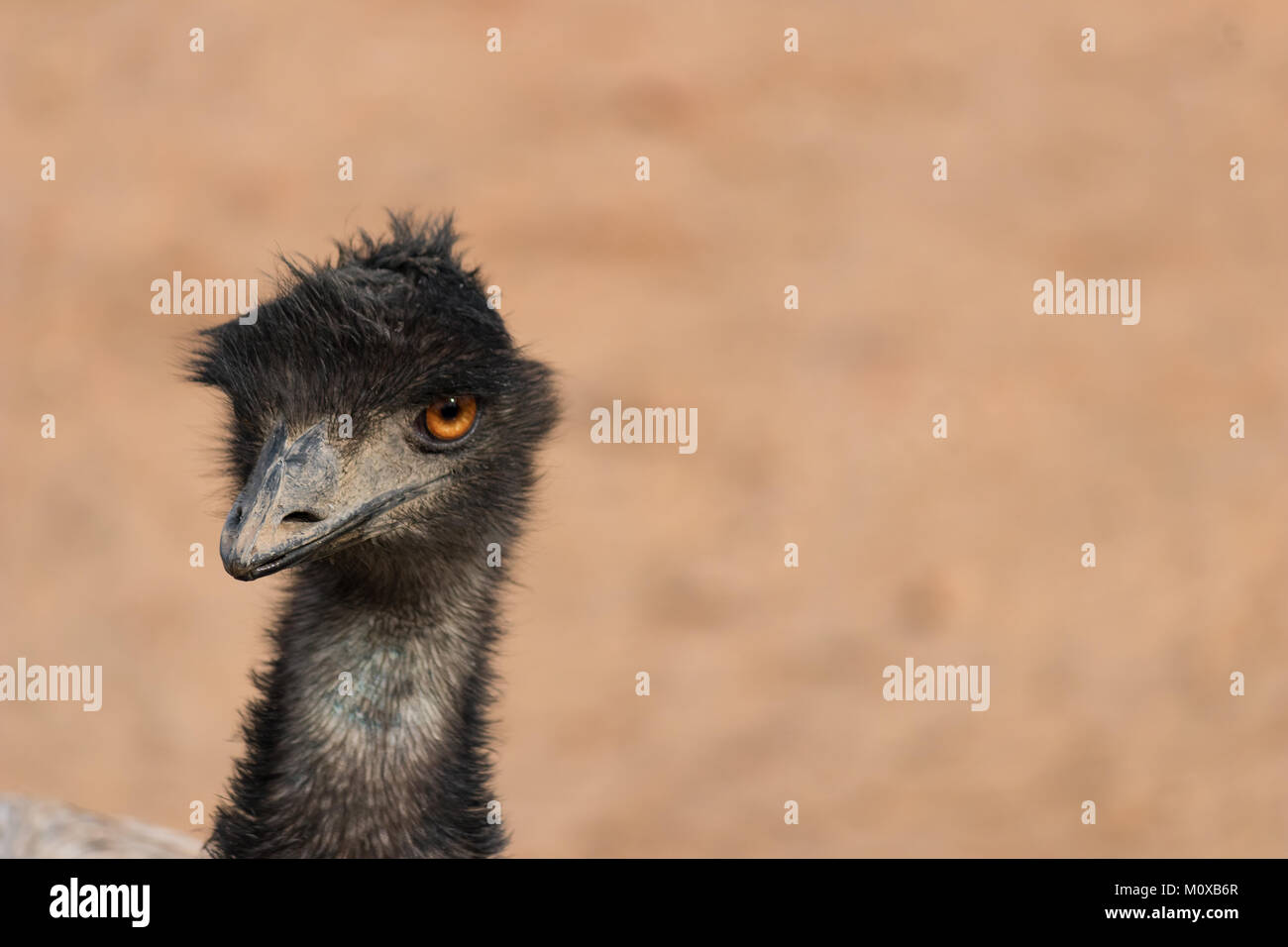 Dromaius novaehollandiae (Emu) are large, non-flying birds. Their ...