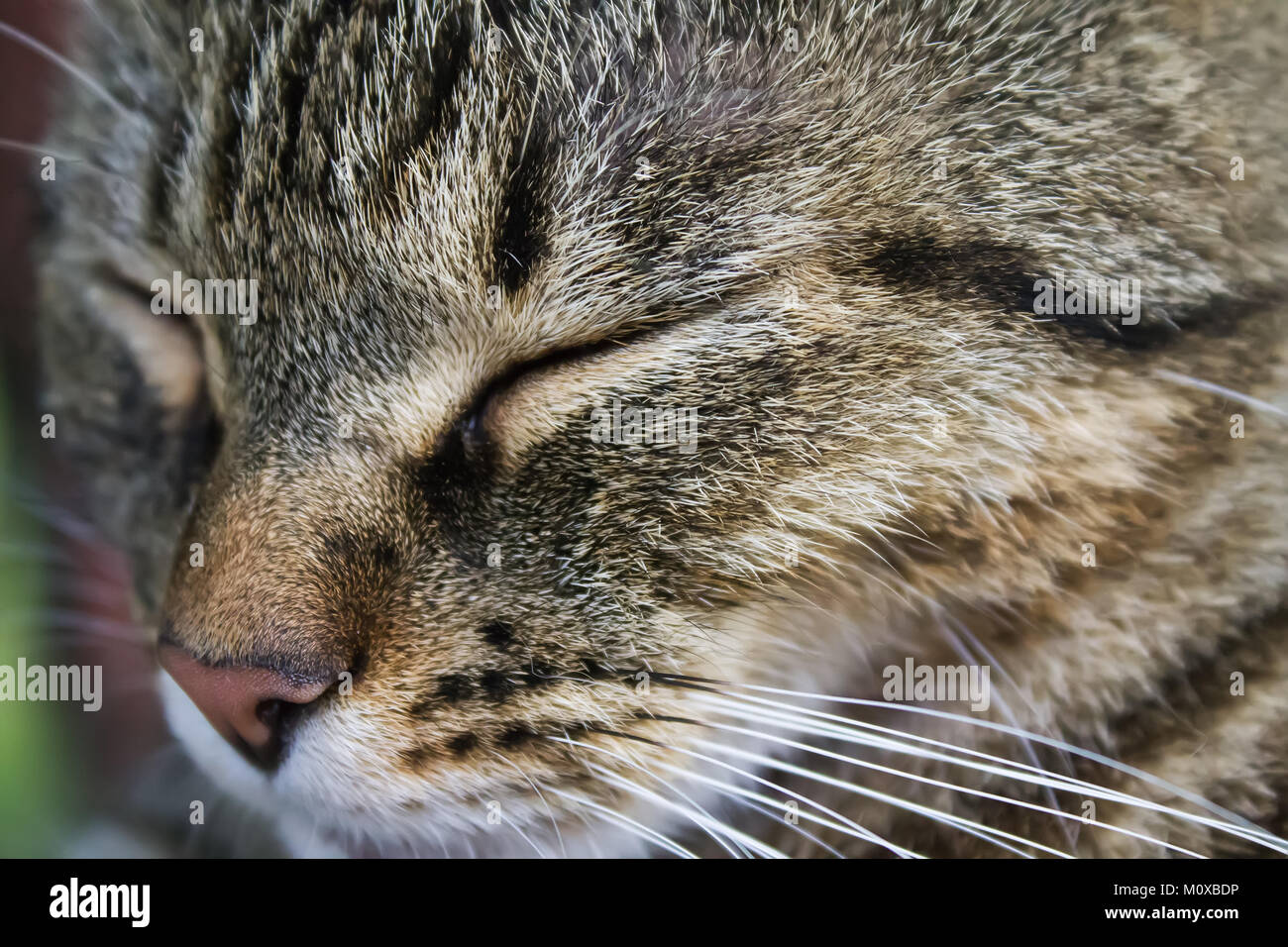 muzzle cat with eyes closed, closeup. portrait Stock Photo - Alamy