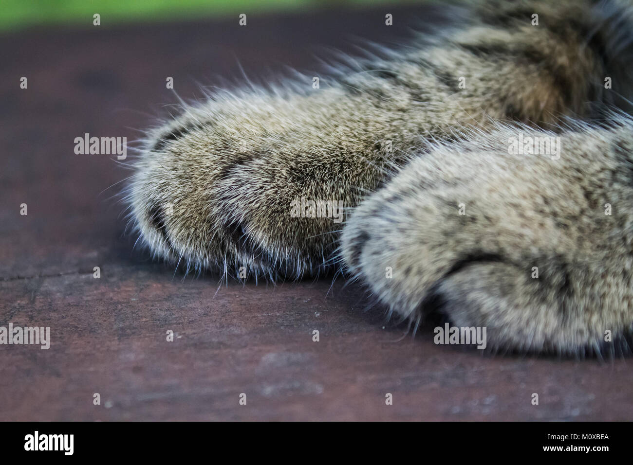 cat paw closeup on wooden background. focus on the far leg Stock Photo ...