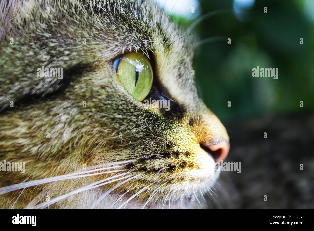 cat's face with green eyes in a profile close up Stock Photo - Alamy