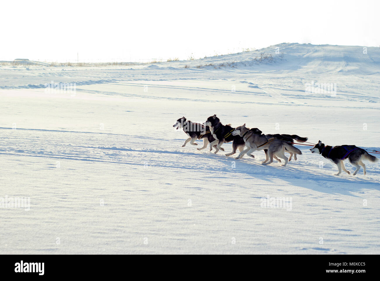 Five Siberian huskies pull sleds (themselves sleds behind the scenes ...
