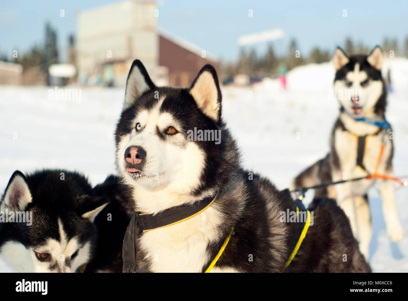Muzzle of a Siberian husky with different eyes, harnessed to a sleigh ...